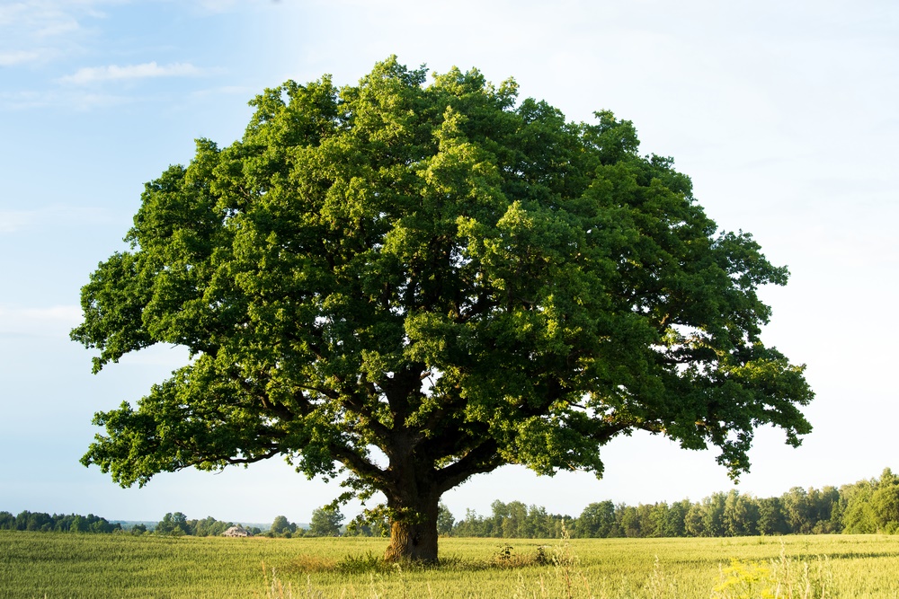 Strong as an Oak(ley) Tree | Hawksmoor Investment Management